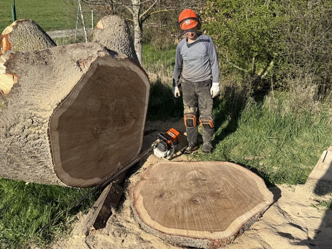 giant oak stem milling - Mobilsäge BW